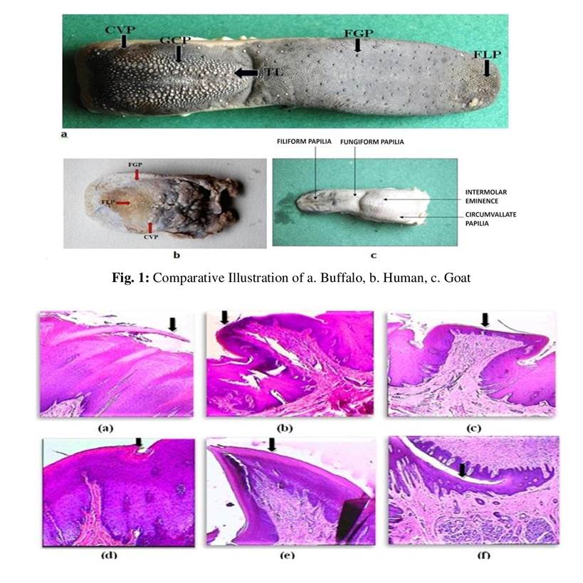 Fig.2: Microscopic Images of Buffalo TongueDepicting Lingual Papillae ...