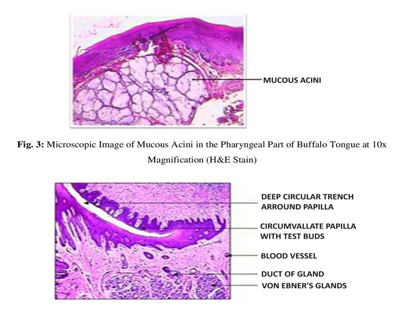 Fig.4. Microscopic Image of Von Ebner's Glands inthe Buffalo Tongue at ...
